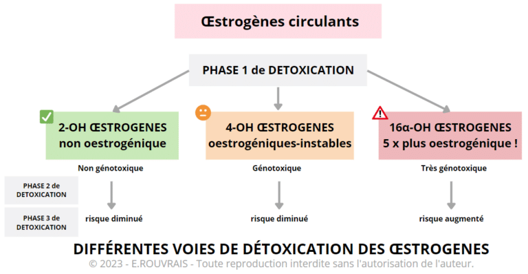 les œstrogènes : hormones importantes pour le cycle féminin