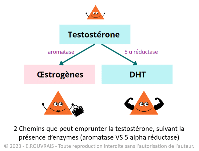 Hyperandrogénie chez la femme : symptômes et solutions